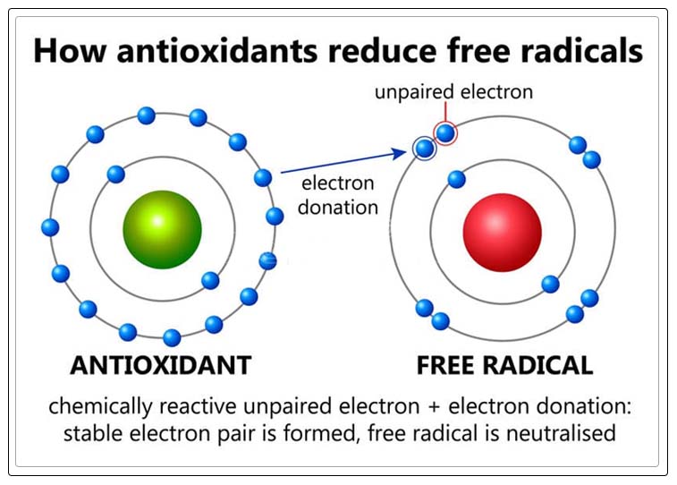 Free Radicals: How they Affect your Body? - REPC