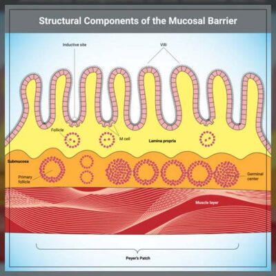 Know More About Mucous Membrane in the Mouth - REPC